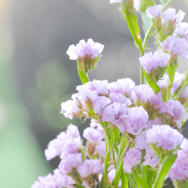 Pink Flowers: Names, Symbolic Meaning