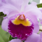 What is the national flower of Colombia, Meaning and Symbolism