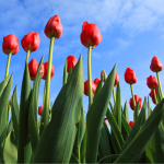 What is the National Flower of Turkey,Meaning and Symbolism?